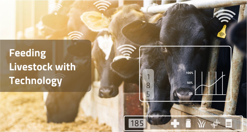 Livestock Feeding Solution-Cervoz – Making Memories for Industry